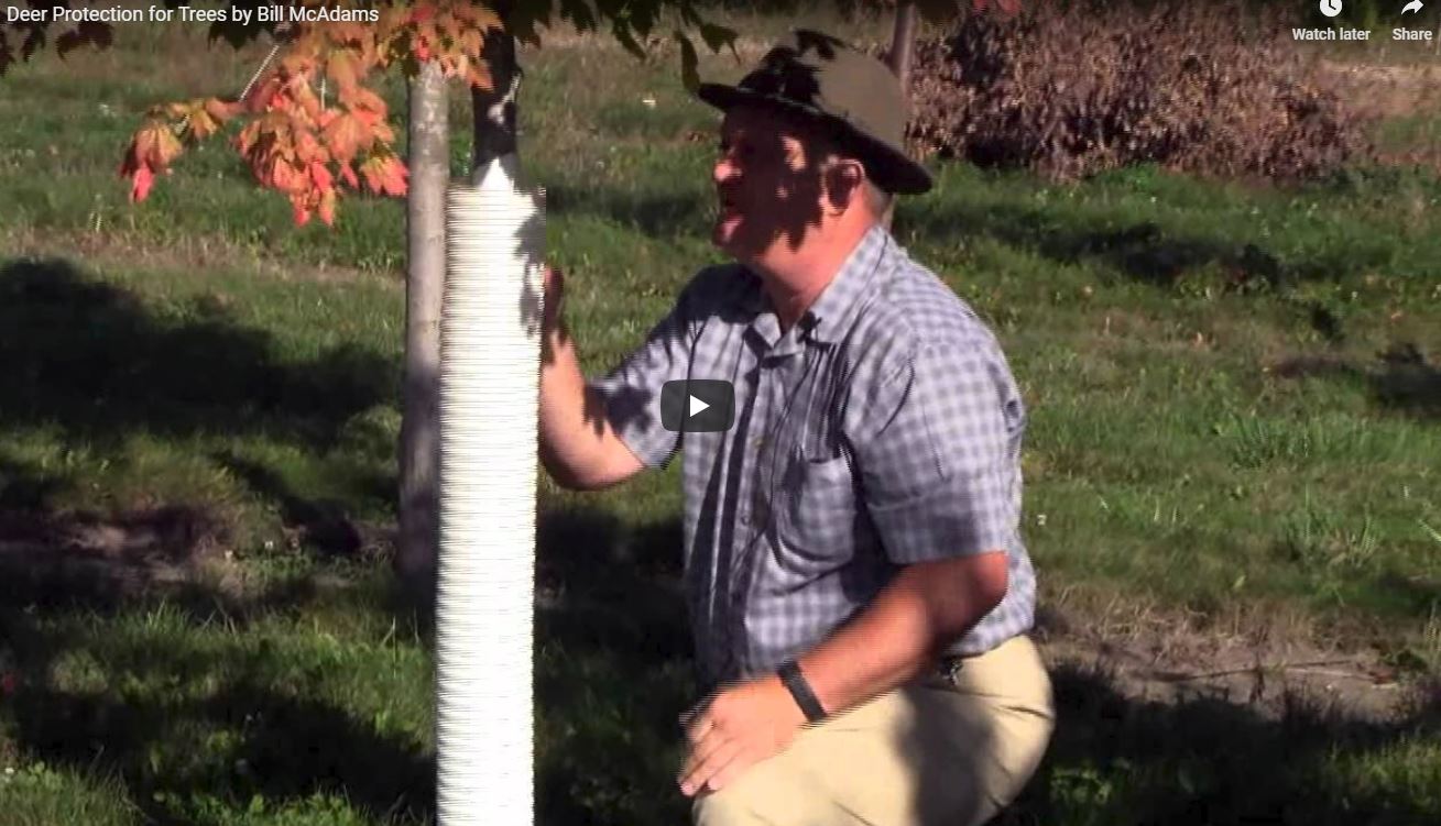 Deer Protection for Trees by Bill McAdams - Spring Grove Nursery