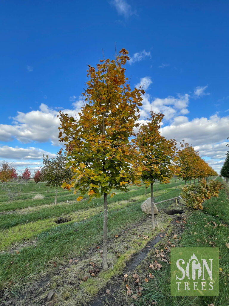 Acer platanoides 'Deborah' - Spring Grove Nursery