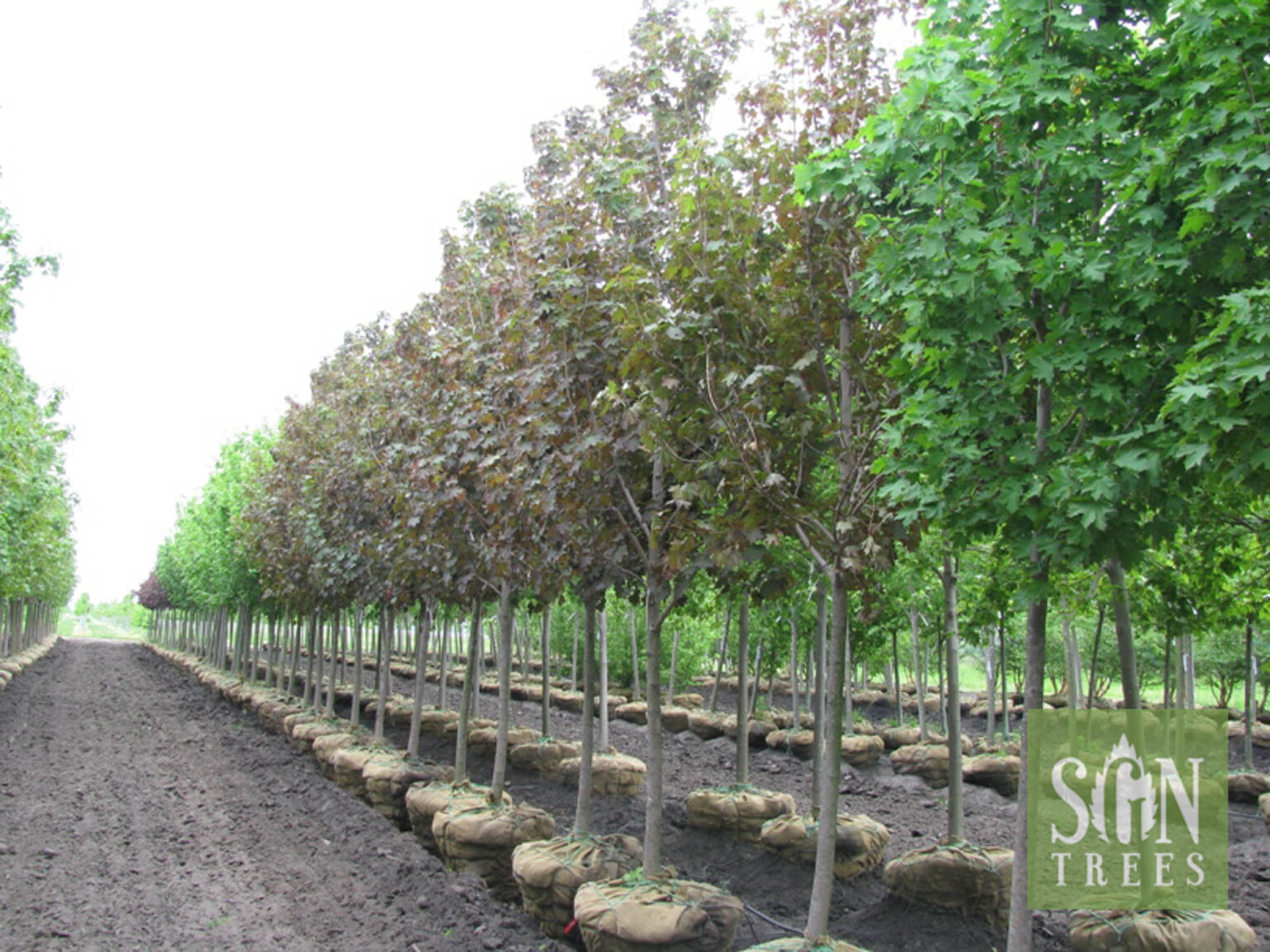 Acer platanoides 'Deborah' - Spring Grove Nursery
