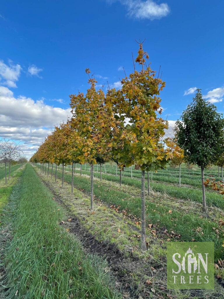 Acer platanoides 'Deborah' - Spring Grove Nursery