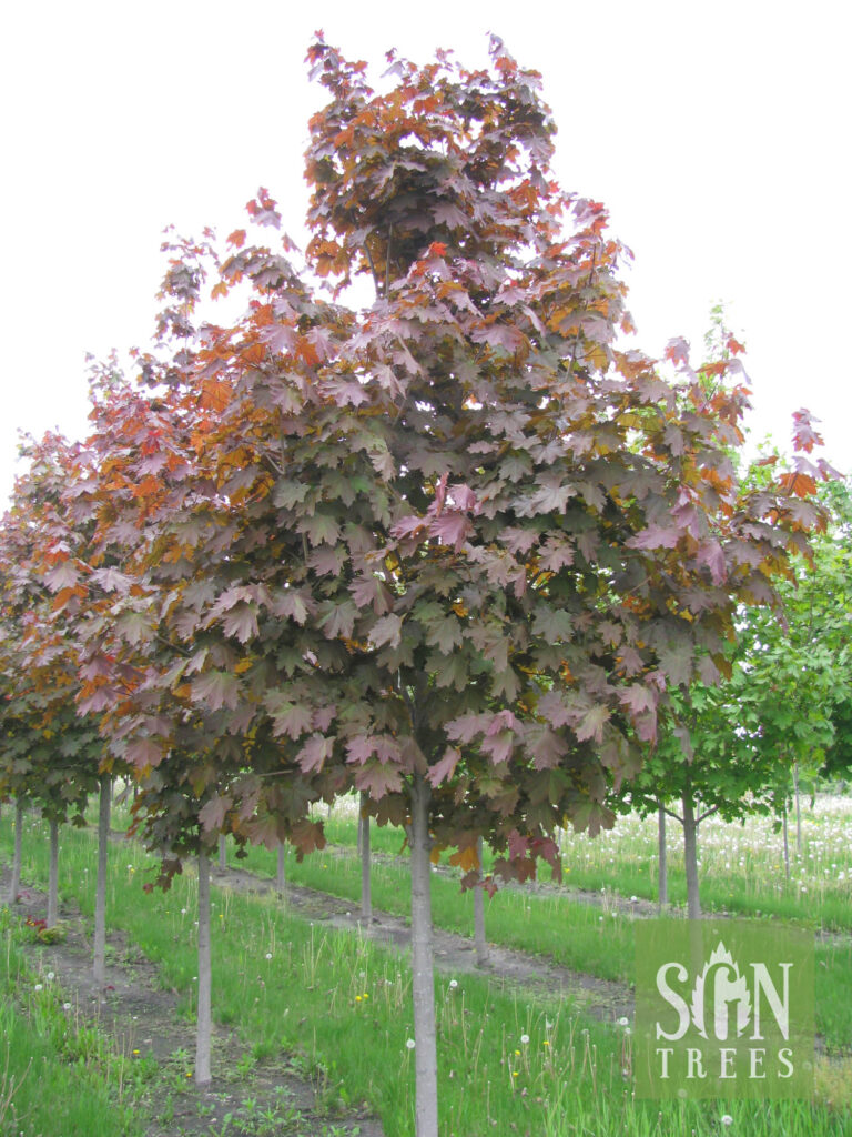 Acer platanoides 'Deborah' - Spring Grove Nursery