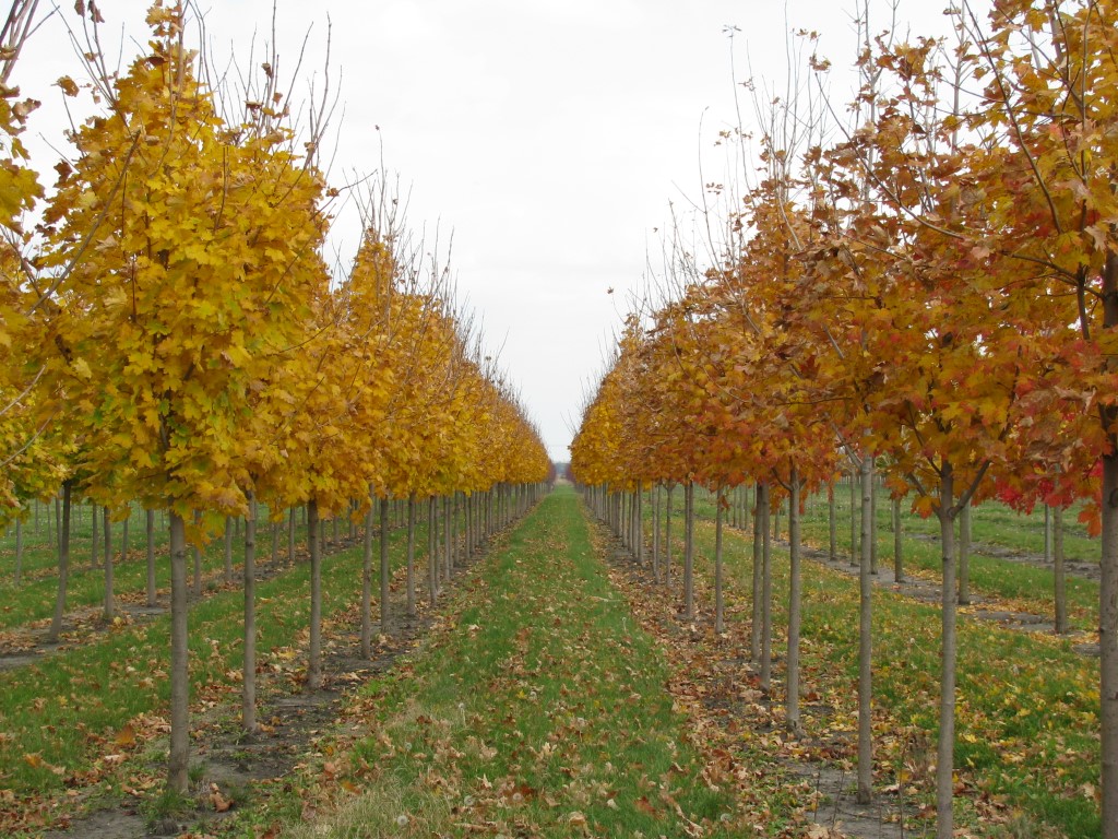 Acer platanoides 'Pond' - Spring Grove Nursery