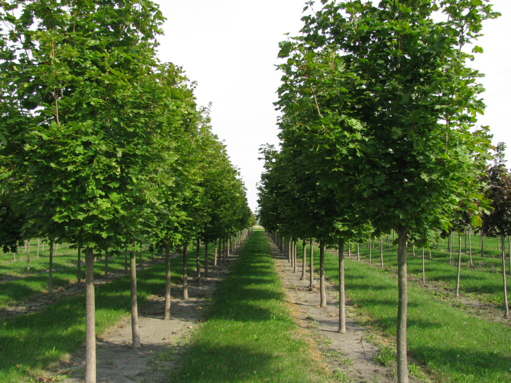 Acer platanoides 'Pond' - Spring Grove Nursery