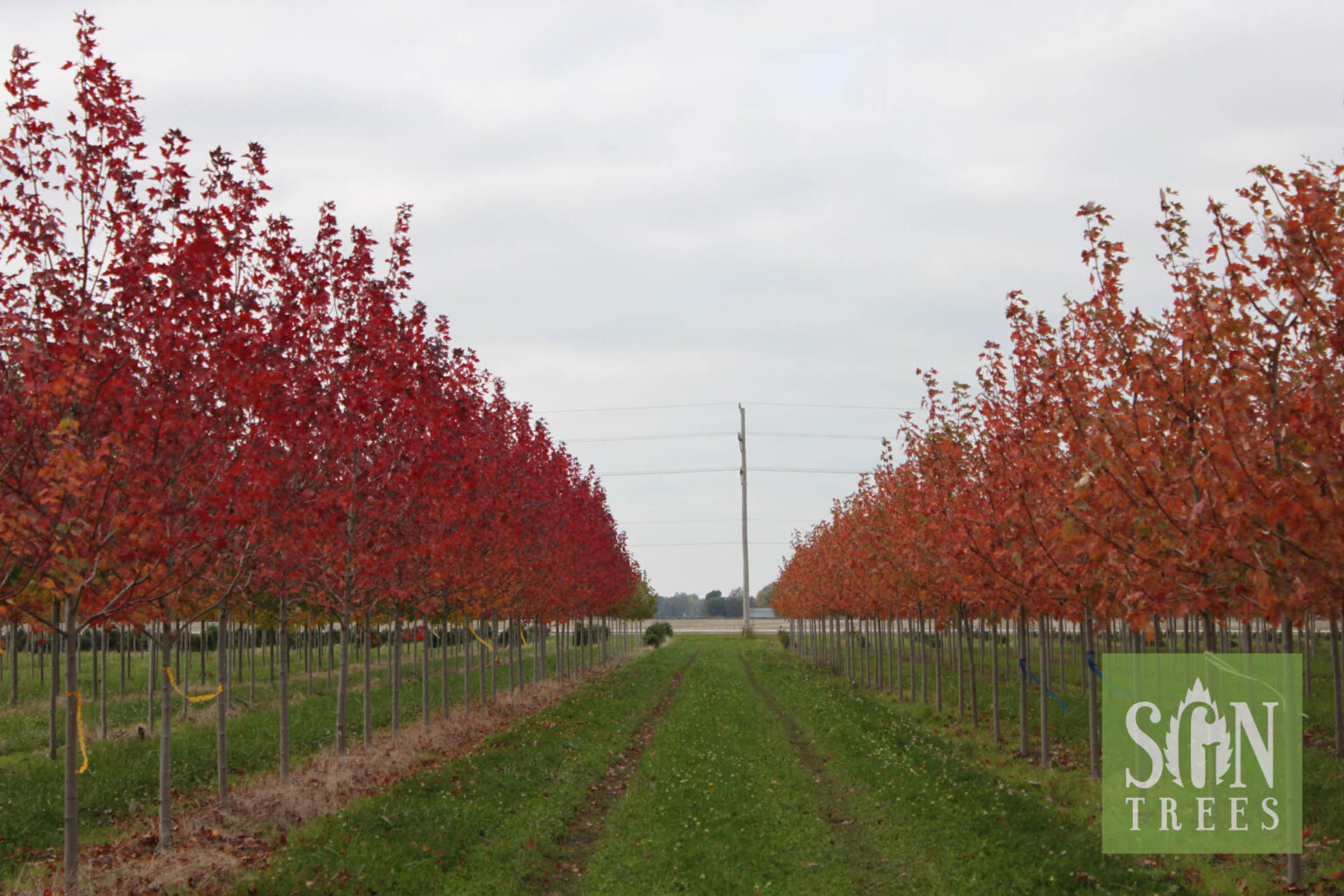 Acer rubrum 'Frank Jr' - Spring Grove Nursery