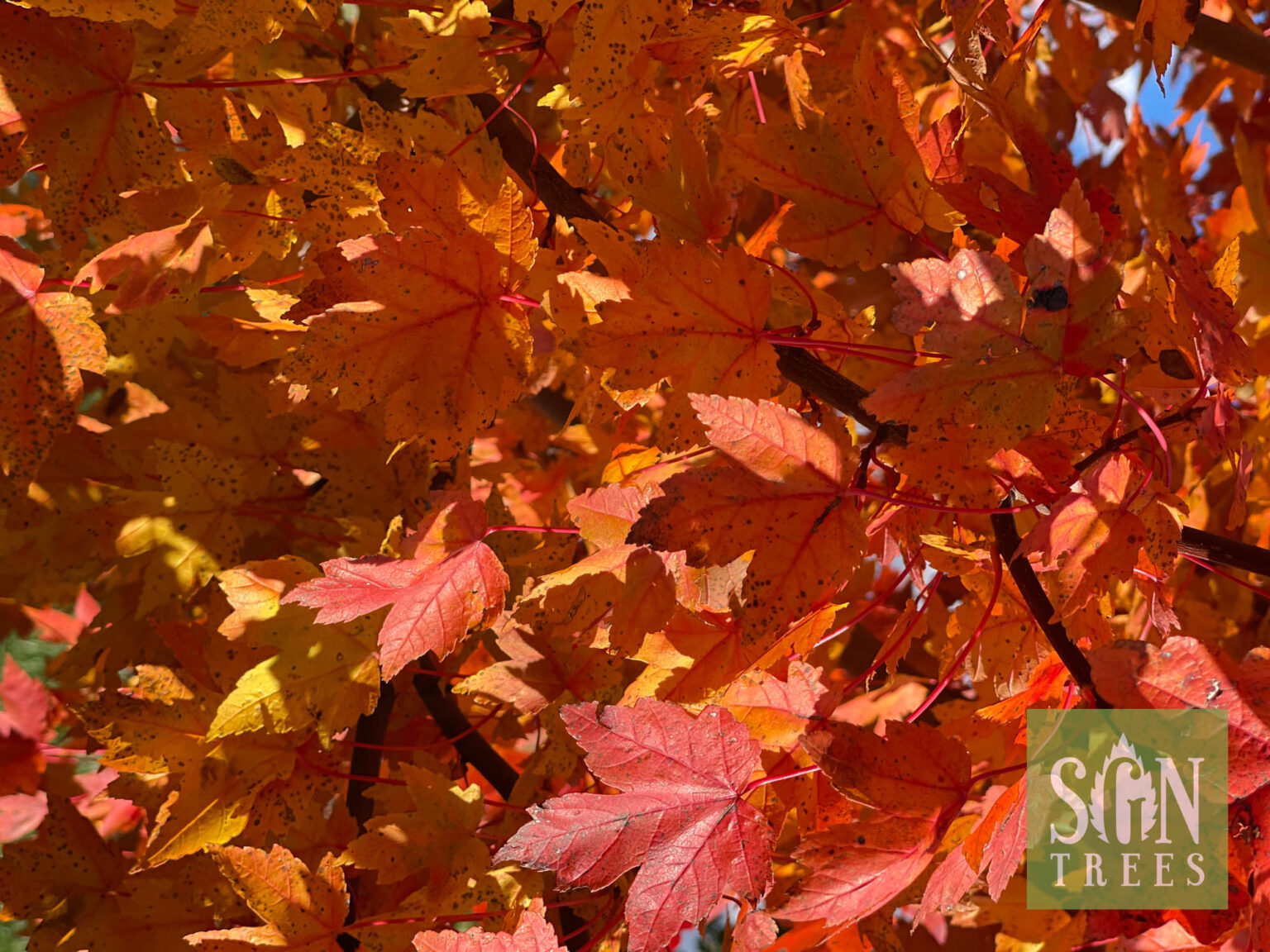 Acer rubrum 'Frank Jr' - Spring Grove Nursery