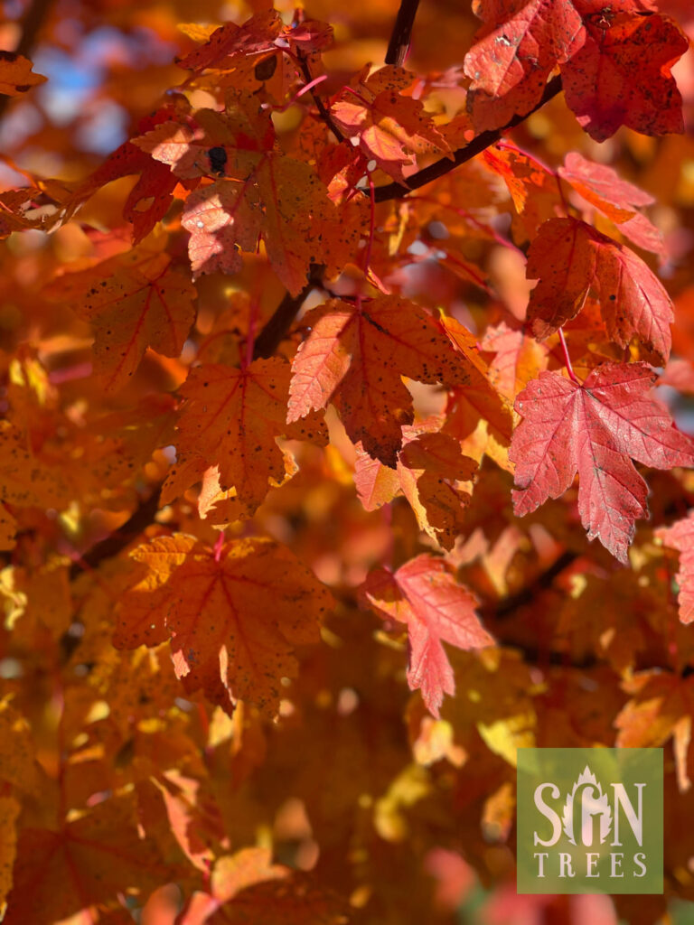 Acer rubrum 'Frank Jr' - Spring Grove Nursery