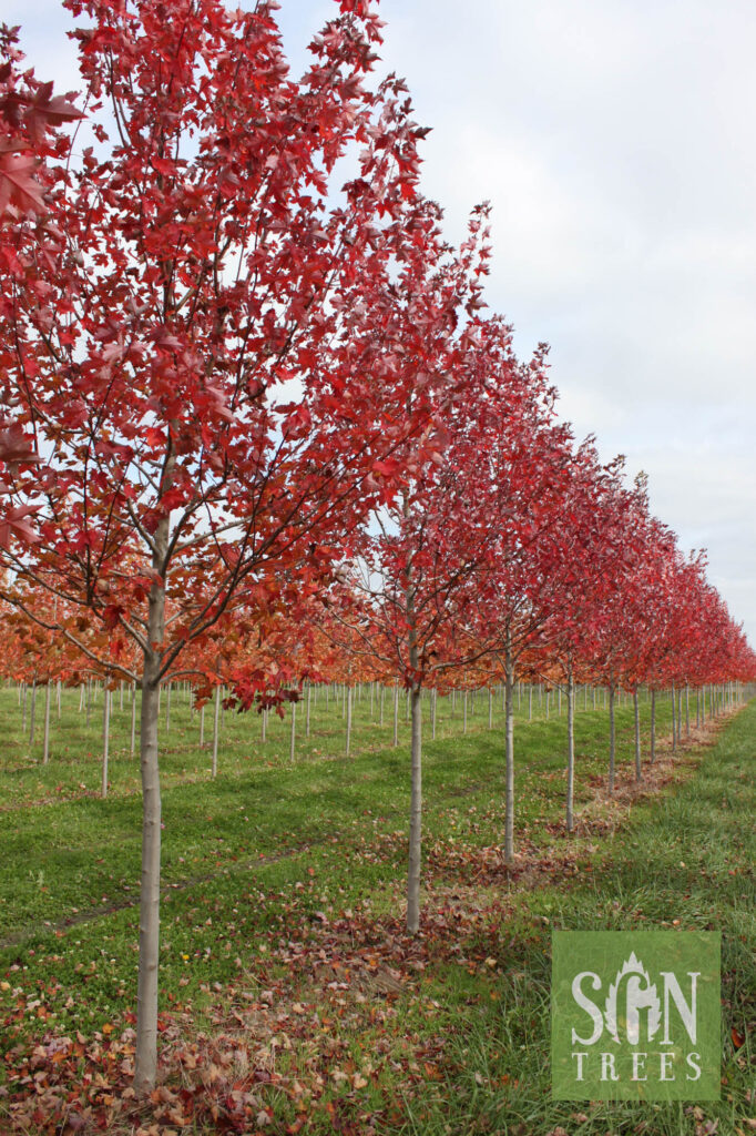 Acer rubrum 'Frank Jr' - Spring Grove Nursery