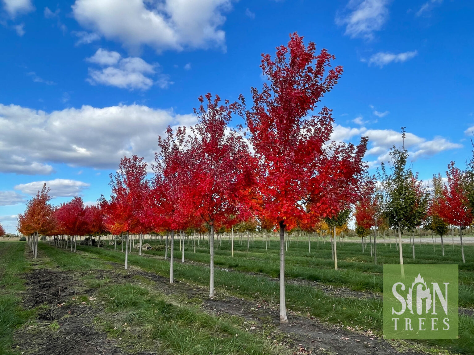 Acer rubrum 'Frank Jr' - Spring Grove Nursery