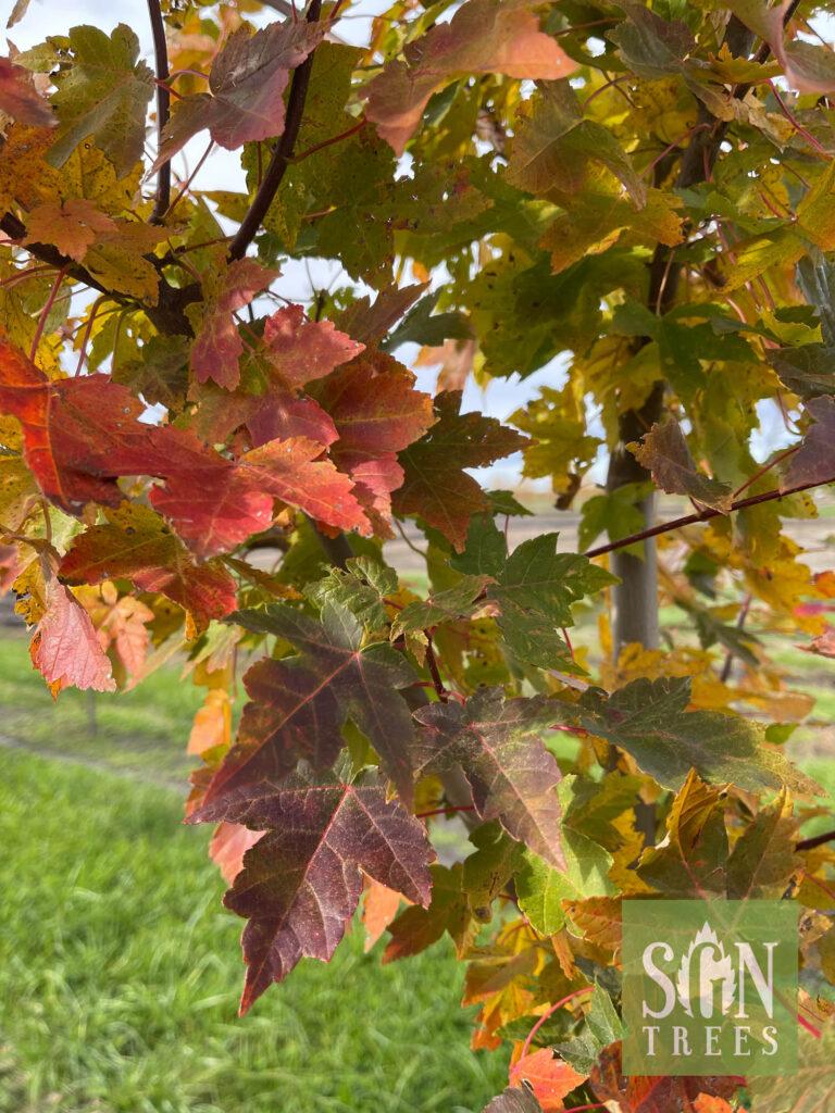 Acer rubrum 'Frank Jr' - Spring Grove Nursery