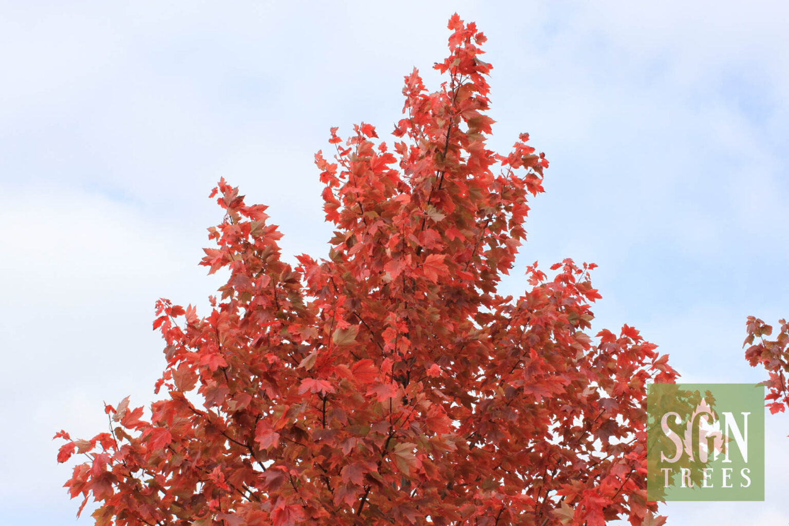 Acer rubrum 'Sun Valley' - Spring Grove Nursery