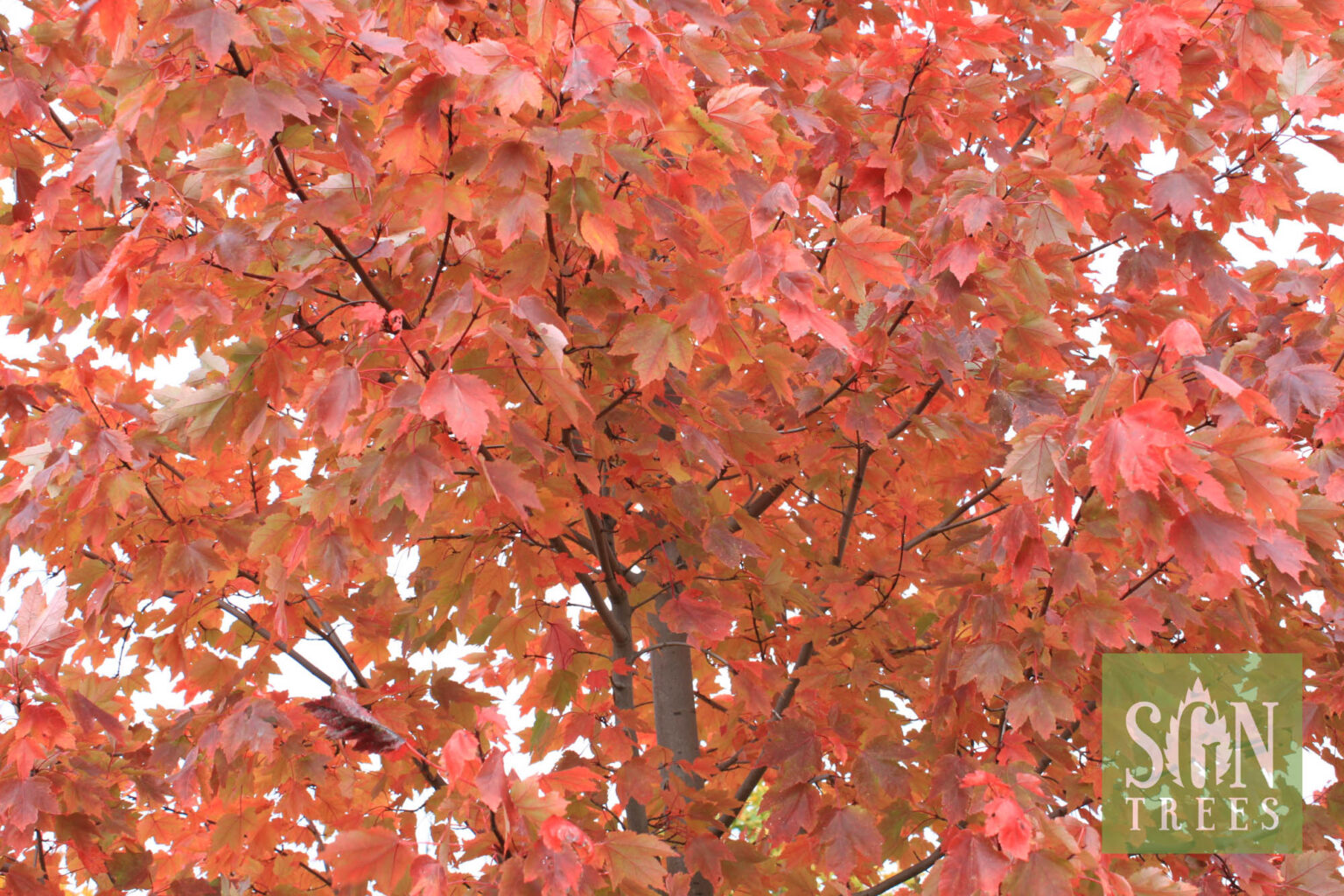 Acer rubrum 'Sun Valley' - Spring Grove Nursery
