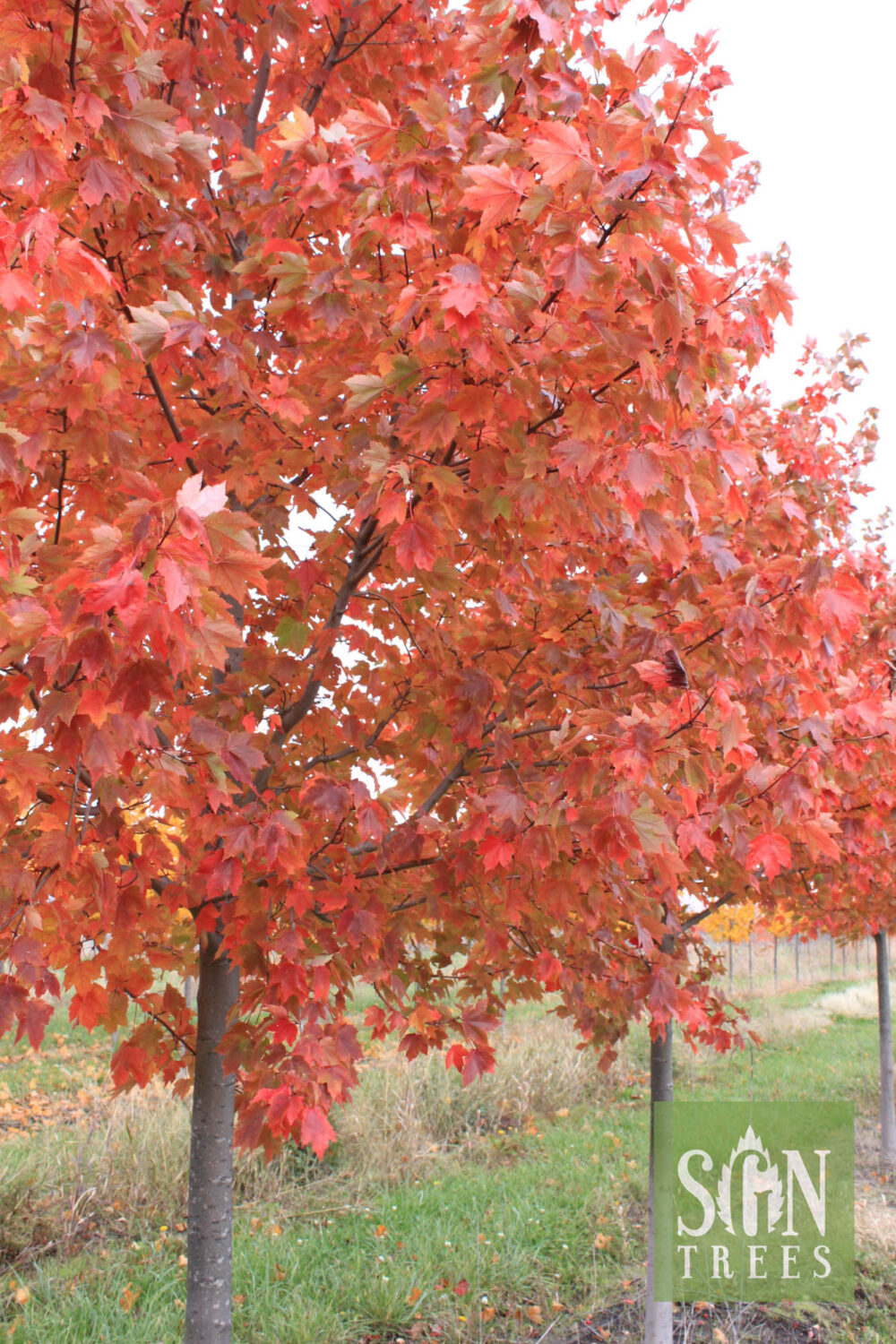 Acer rubrum 'Sun Valley' - Spring Grove Nursery