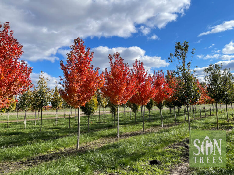 Acer rubrum 'Sun Valley' - Spring Grove Nursery