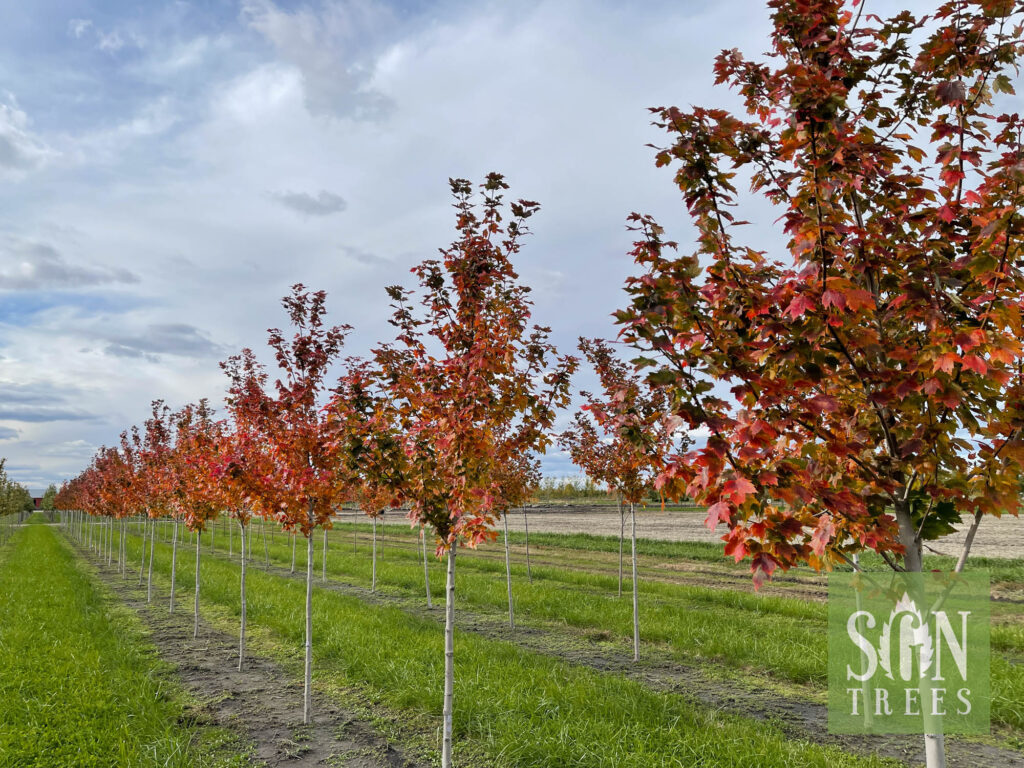 Acer rubrum 'Sun Valley' - Spring Grove Nursery