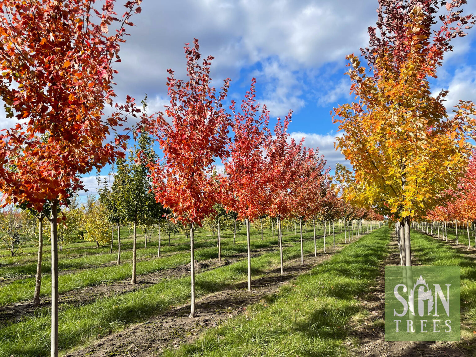 Acer rubrum 'Sun Valley' - Spring Grove Nursery
