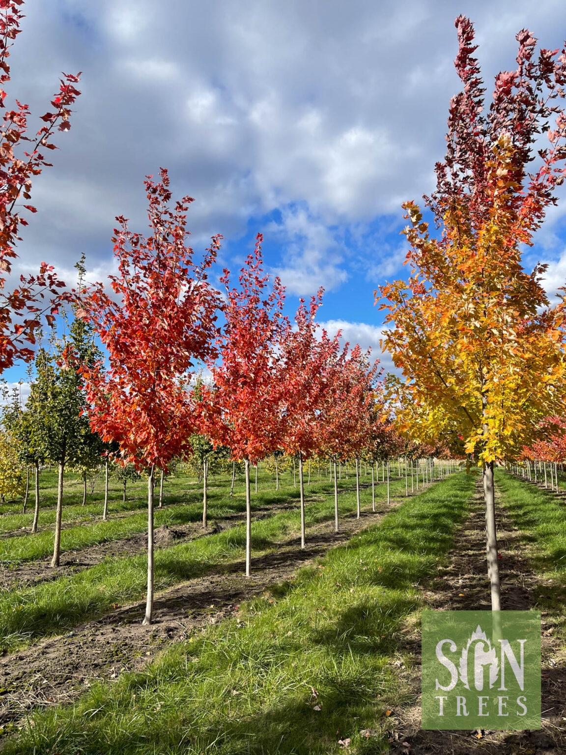 Acer rubrum 'Sun Valley' - Spring Grove Nursery