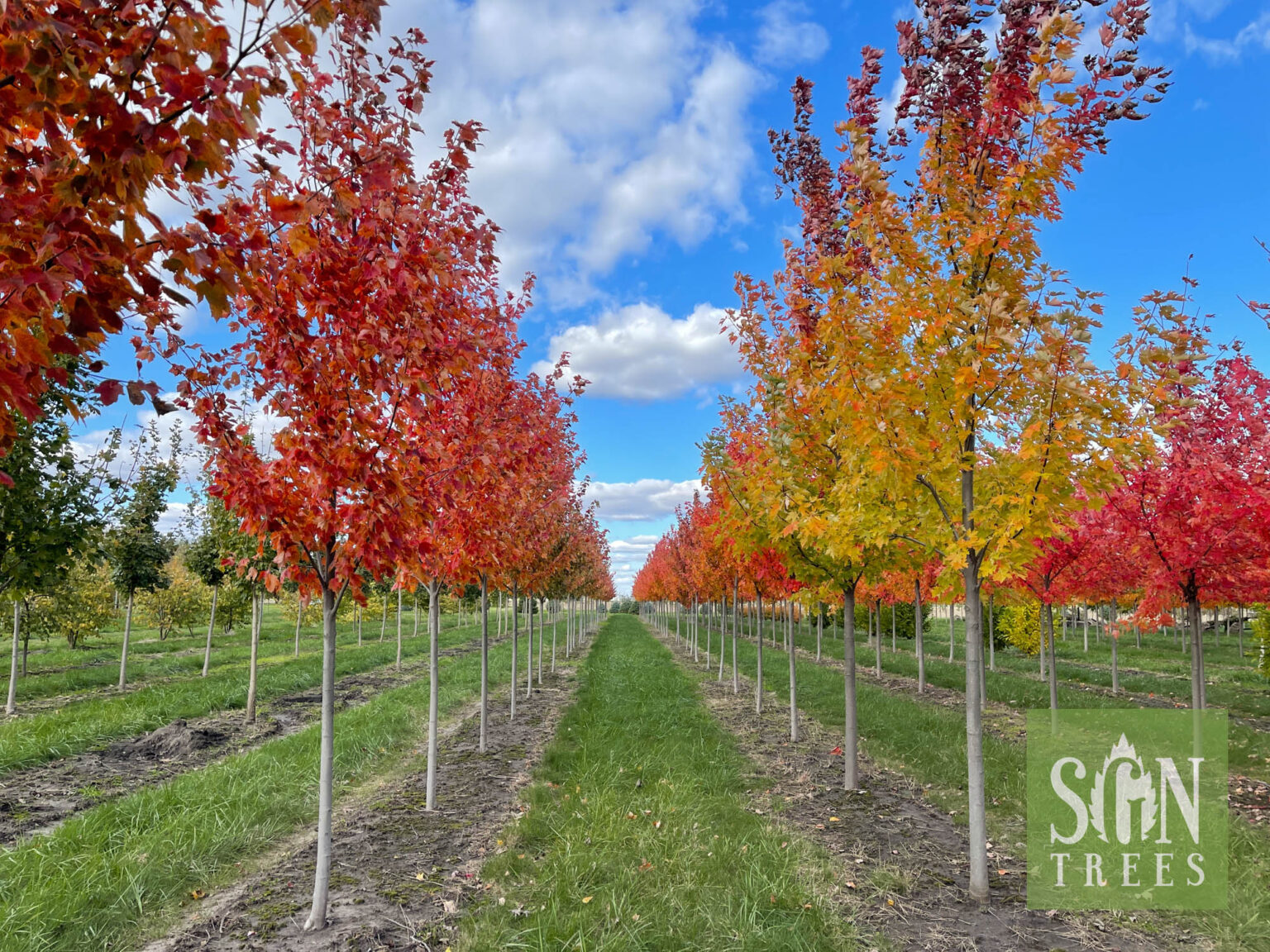 Acer rubrum 'Sun Valley' - Spring Grove Nursery