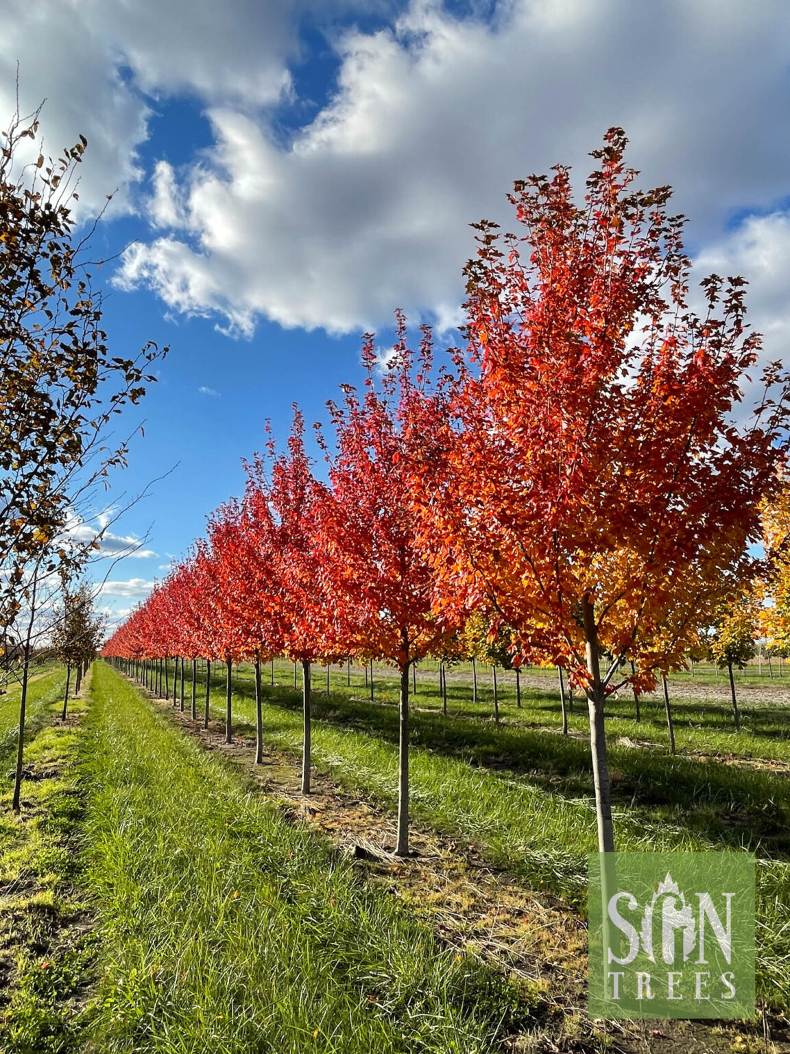 Acer rubrum 'Sun Valley' - Spring Grove Nursery