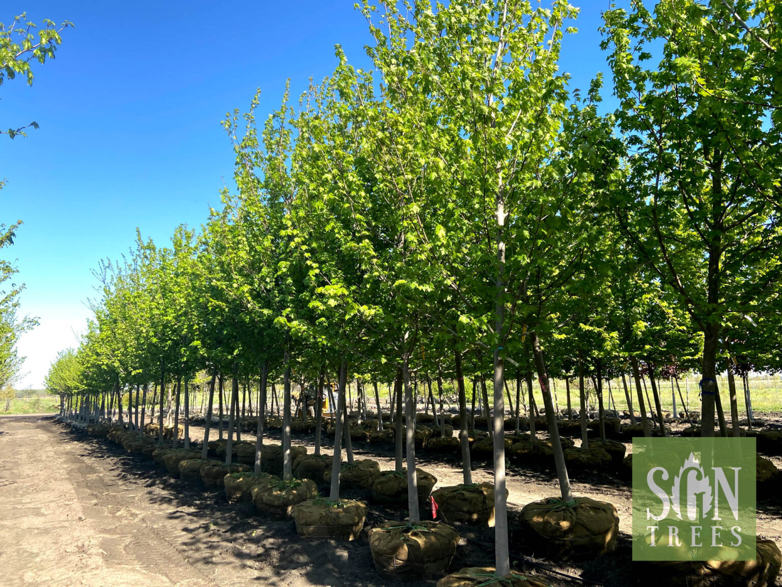 Acer rubrum 'Sun Valley' - Spring Grove Nursery