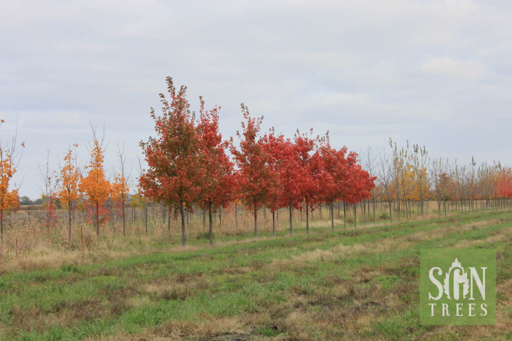 Acer rubrum 'Sun Valley' - Spring Grove Nursery