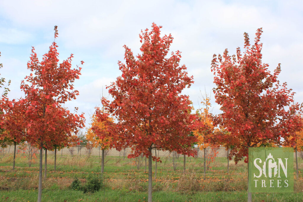 Acer rubrum 'Sun Valley' - Spring Grove Nursery