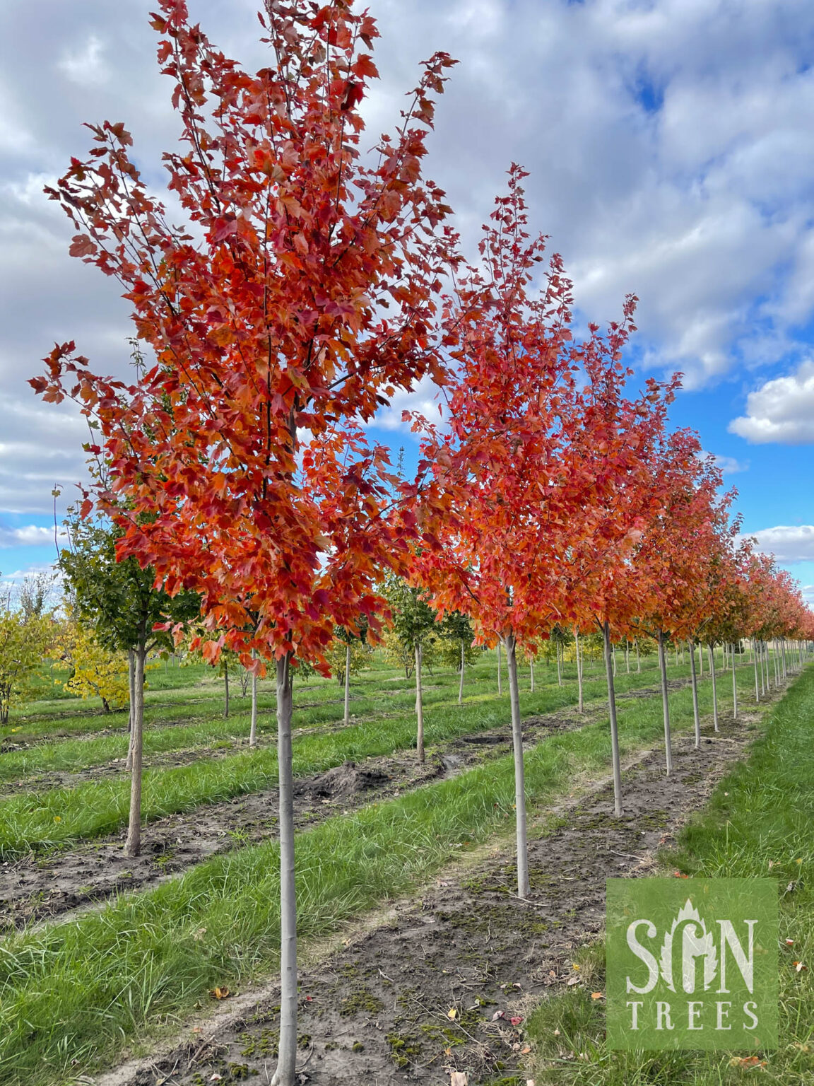 Acer rubrum 'Sun Valley' - Spring Grove Nursery