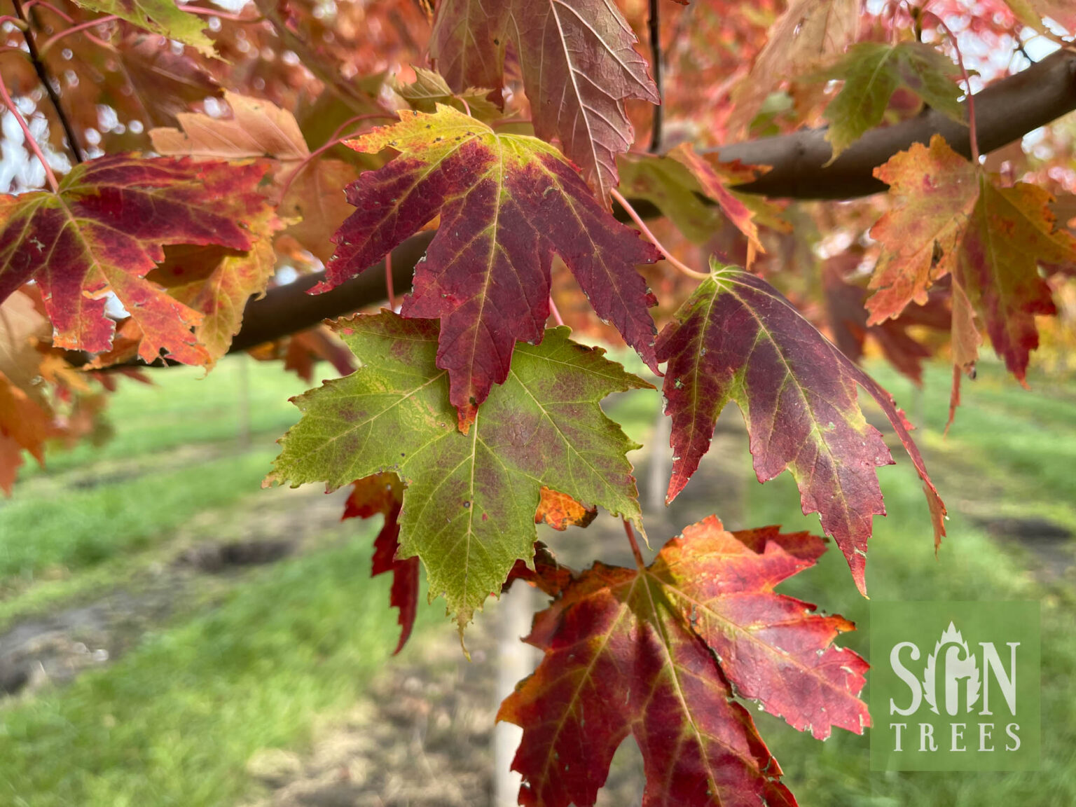 Acer x freemanii 'DTR-102' - Spring Grove Nursery