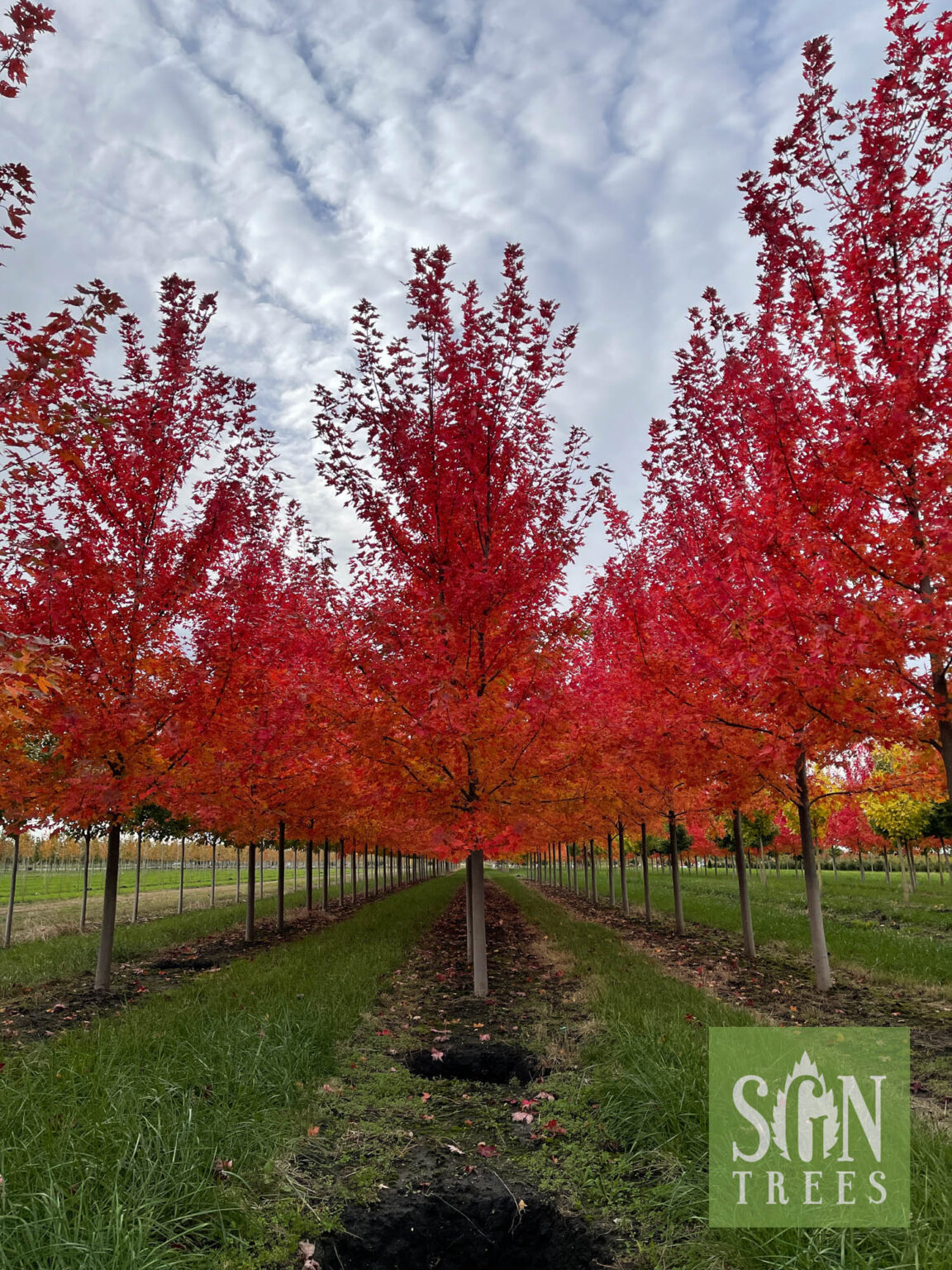 Acer x freemanii 'Jeffersred' - Spring Grove Nursery