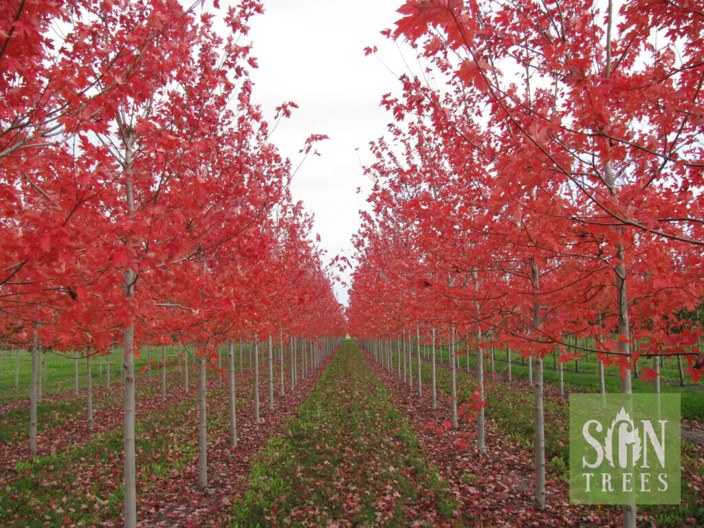 Acer x freemanii 'Jeffersred' - Spring Grove Nursery