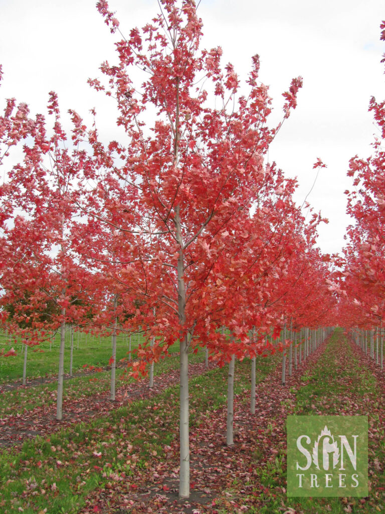 Acer x freemanii 'Jeffersred' - Spring Grove Nursery