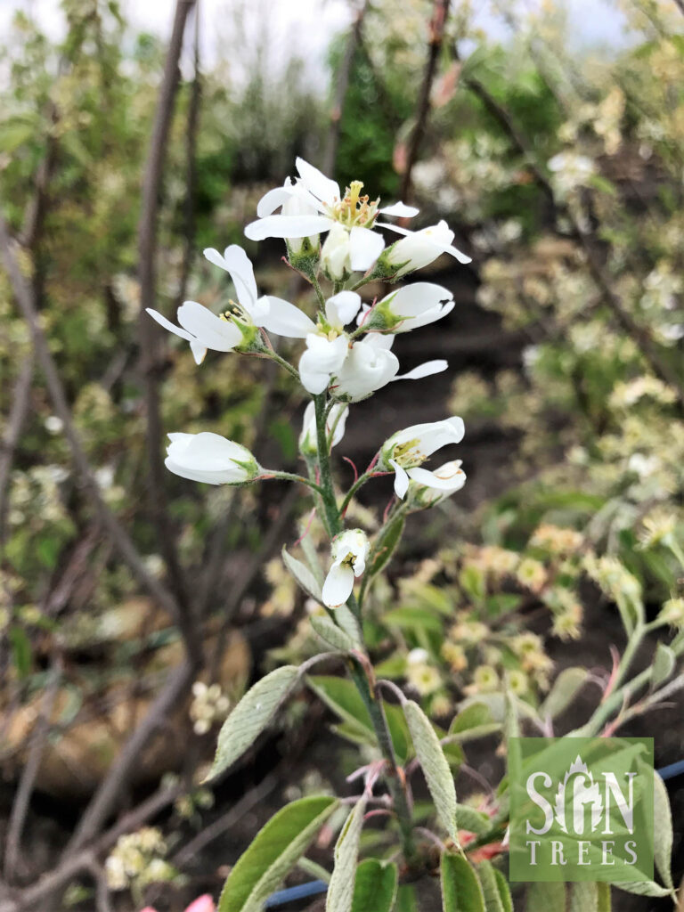 Amelanchier x grandiflora 'Autumn Brilliance' - Spring Grove Nursery
