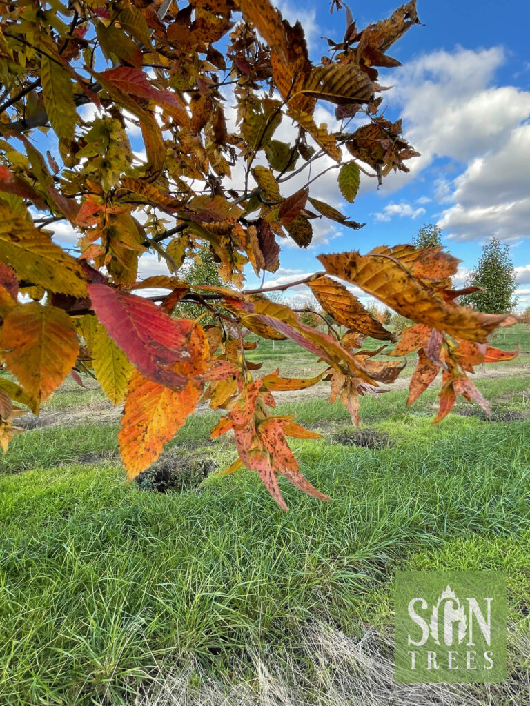 Carpinus caroliniana - Spring Grove Nursery