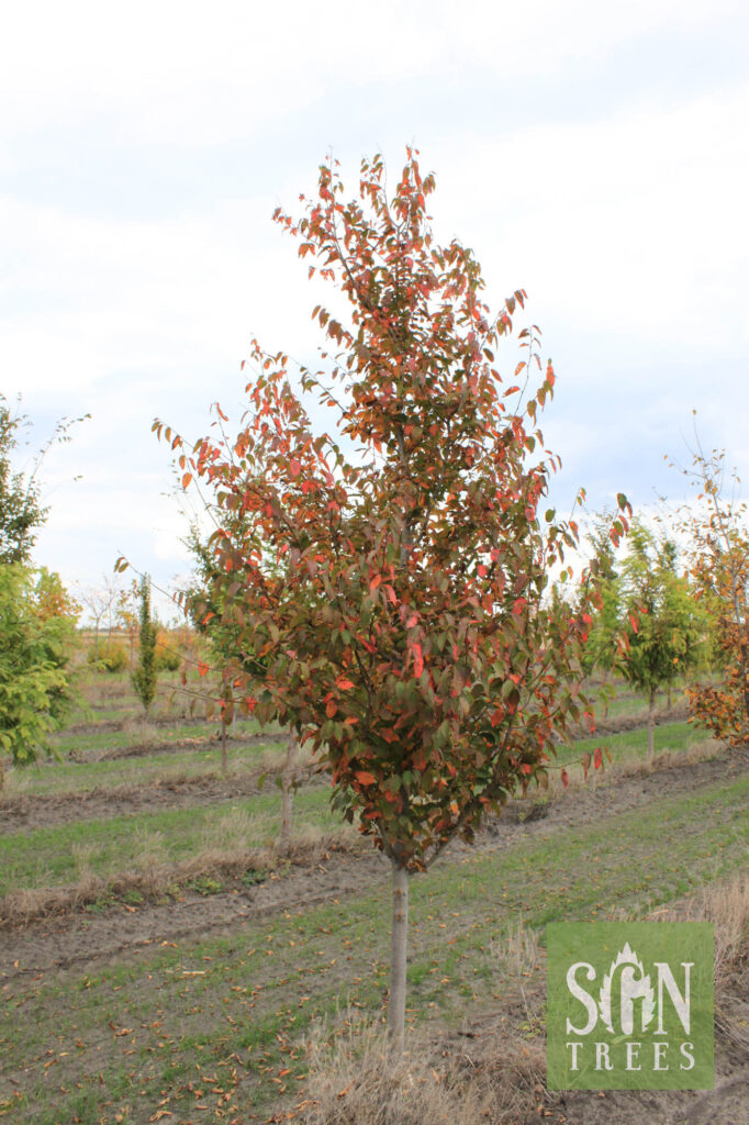 Carpinus caroliniana - Spring Grove Nursery