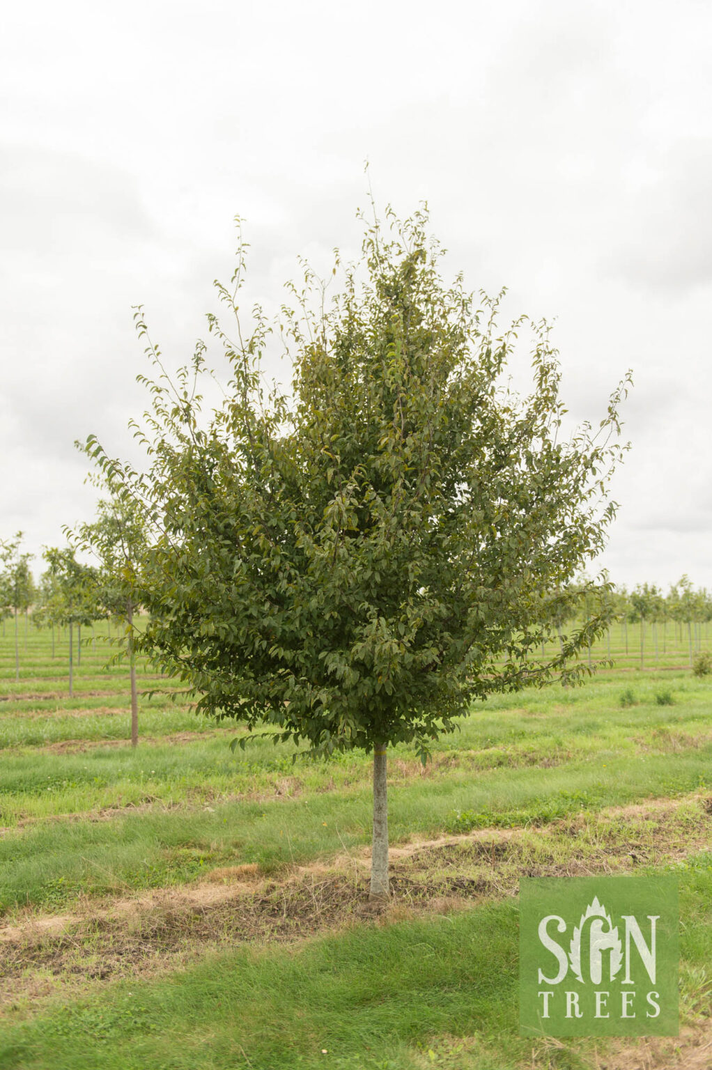 Carpinus caroliniana - Spring Grove Nursery