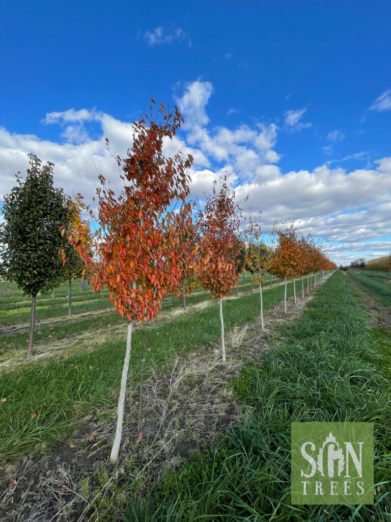 Carpinus caroliniana - Spring Grove Nursery