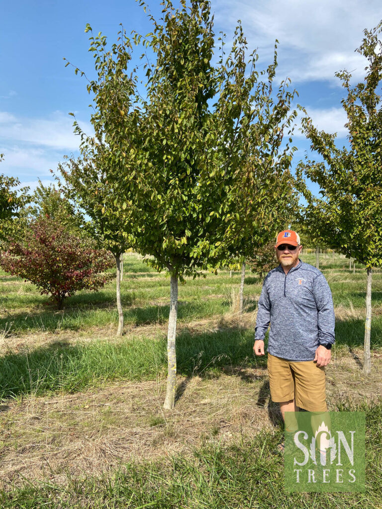 Carpinus caroliniana - Spring Grove Nursery