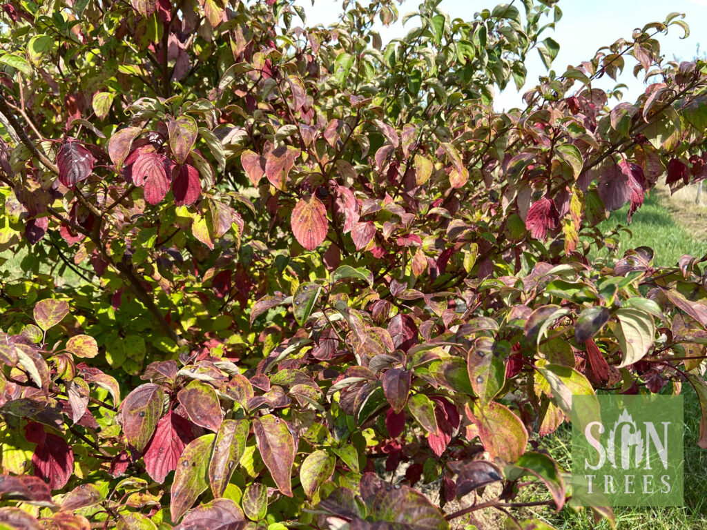 Carpinus caroliniana - Spring Grove Nursery