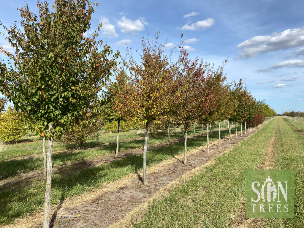 Carpinus caroliniana - Spring Grove Nursery