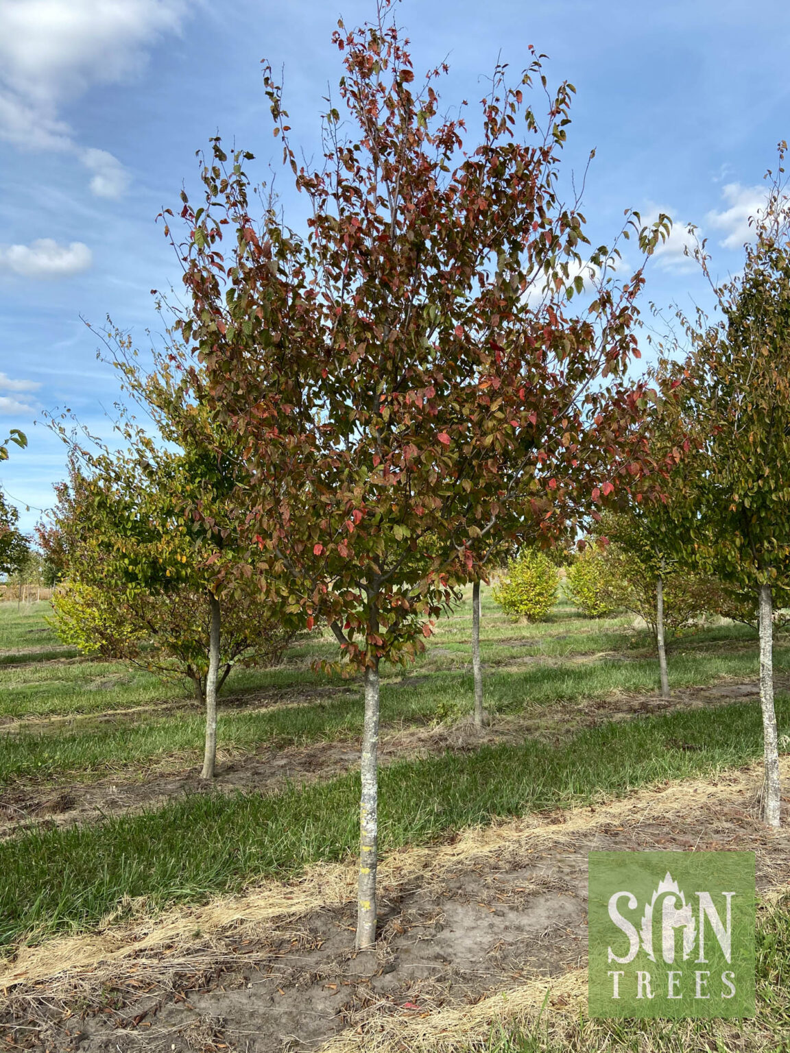 Carpinus caroliniana - Spring Grove Nursery