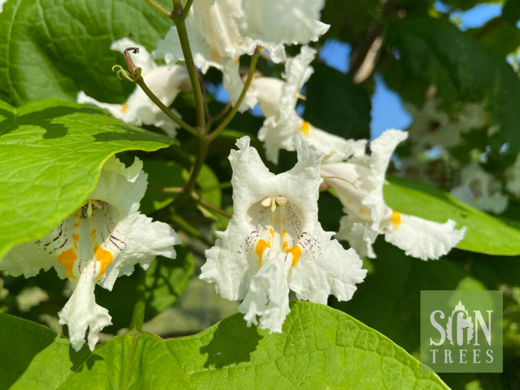 Catalpa speciosa - Spring Grove Nursery