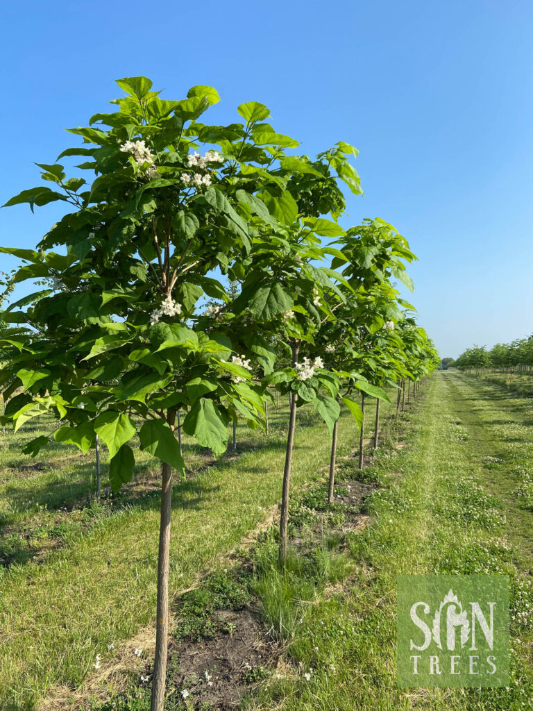 Catalpa speciosa - Spring Grove Nursery