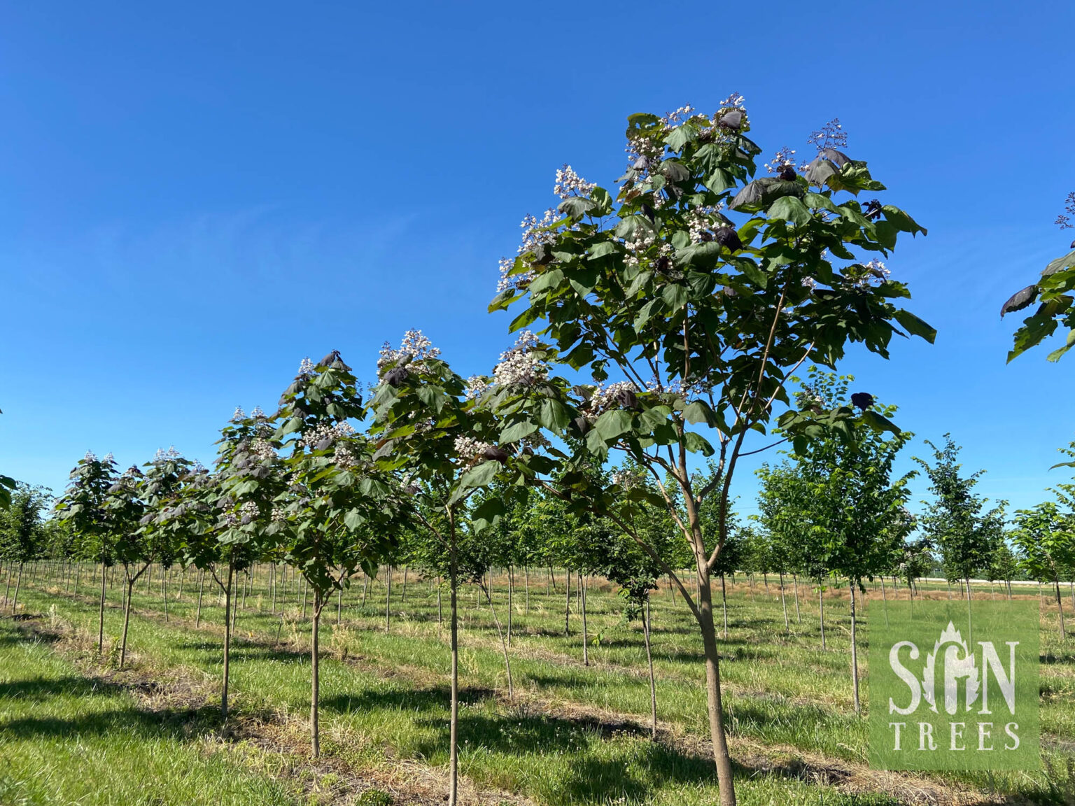 Catalpa x erubescens 'Purpurea' - Spring Grove Nursery