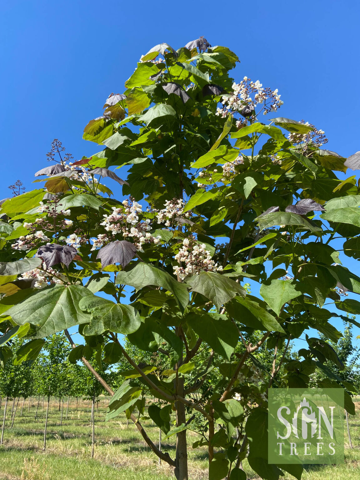 Catalpa x erubescens 'Purpurea' - Spring Grove Nursery