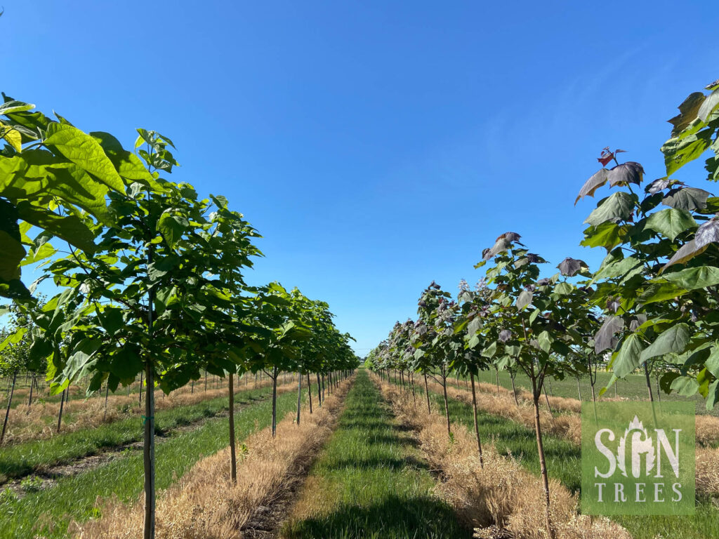 Catalpa x erubescens 'Purpurea' - Spring Grove Nursery