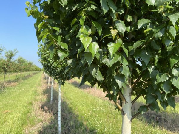 Betula platyphylla 'Fargo' - Spring Grove Nursery