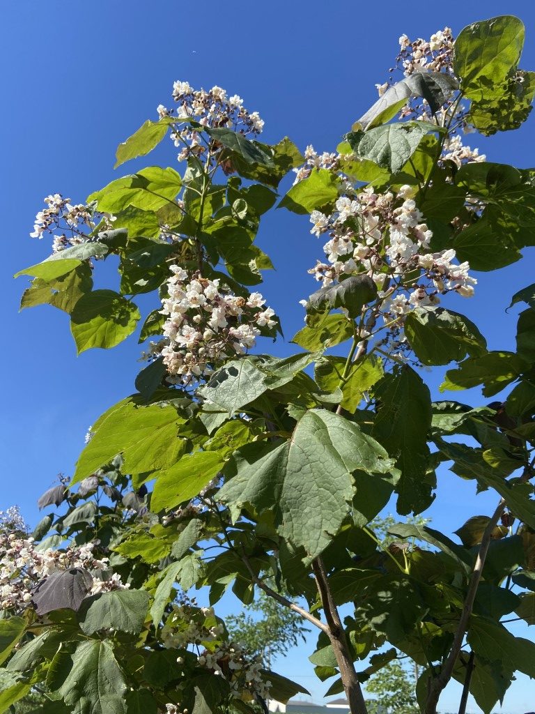 Catalpa x erubescens 'Purpurea' - Spring Grove Nursery