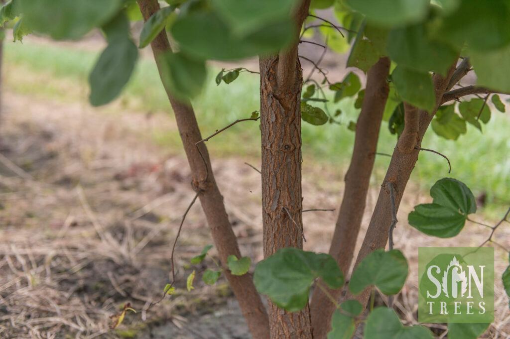 Cercis canadensis - Spring Grove Nursery