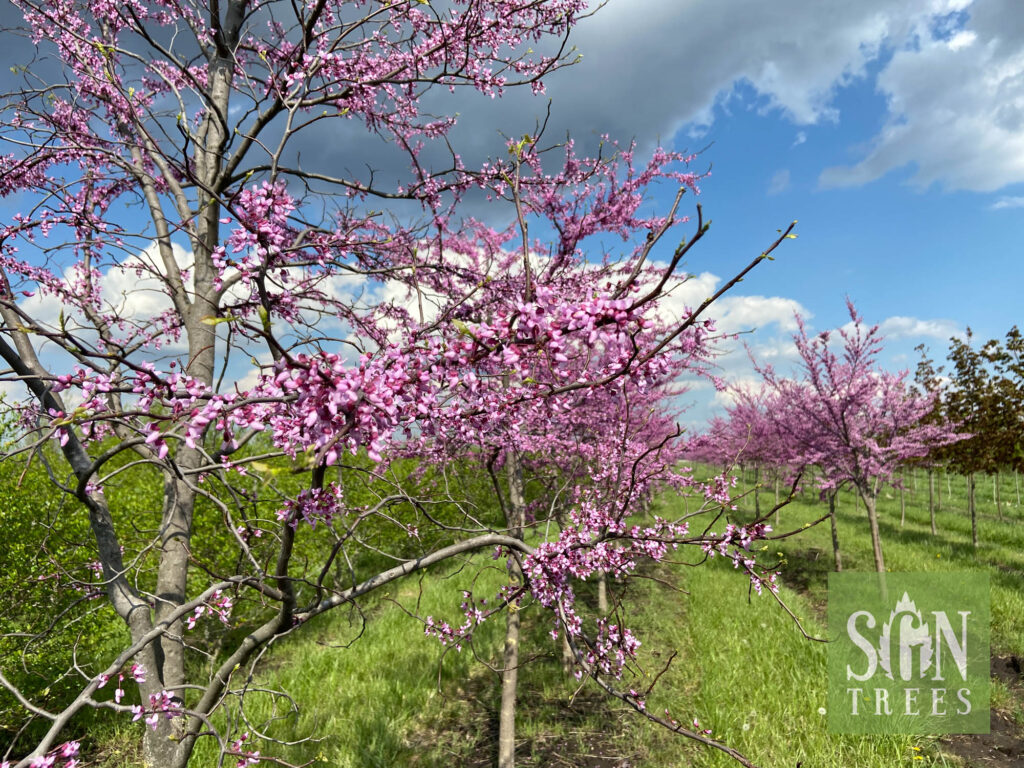 Cercis canadensis - Spring Grove Nursery