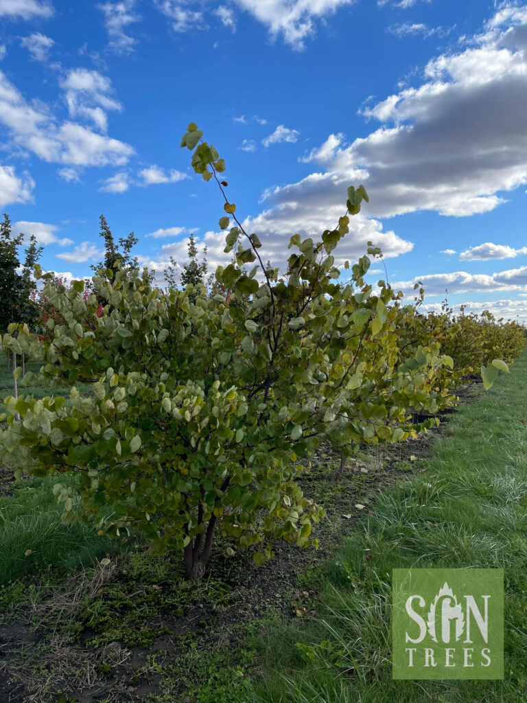 Cercis canadensis - Spring Grove Nursery