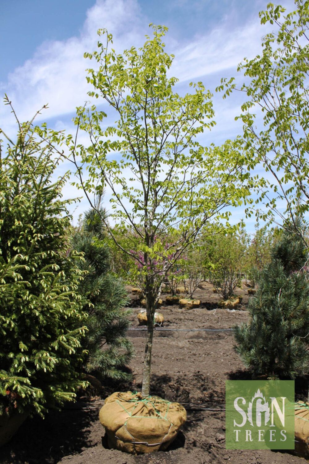 Cladrastis kentukea - Spring Grove Nursery
